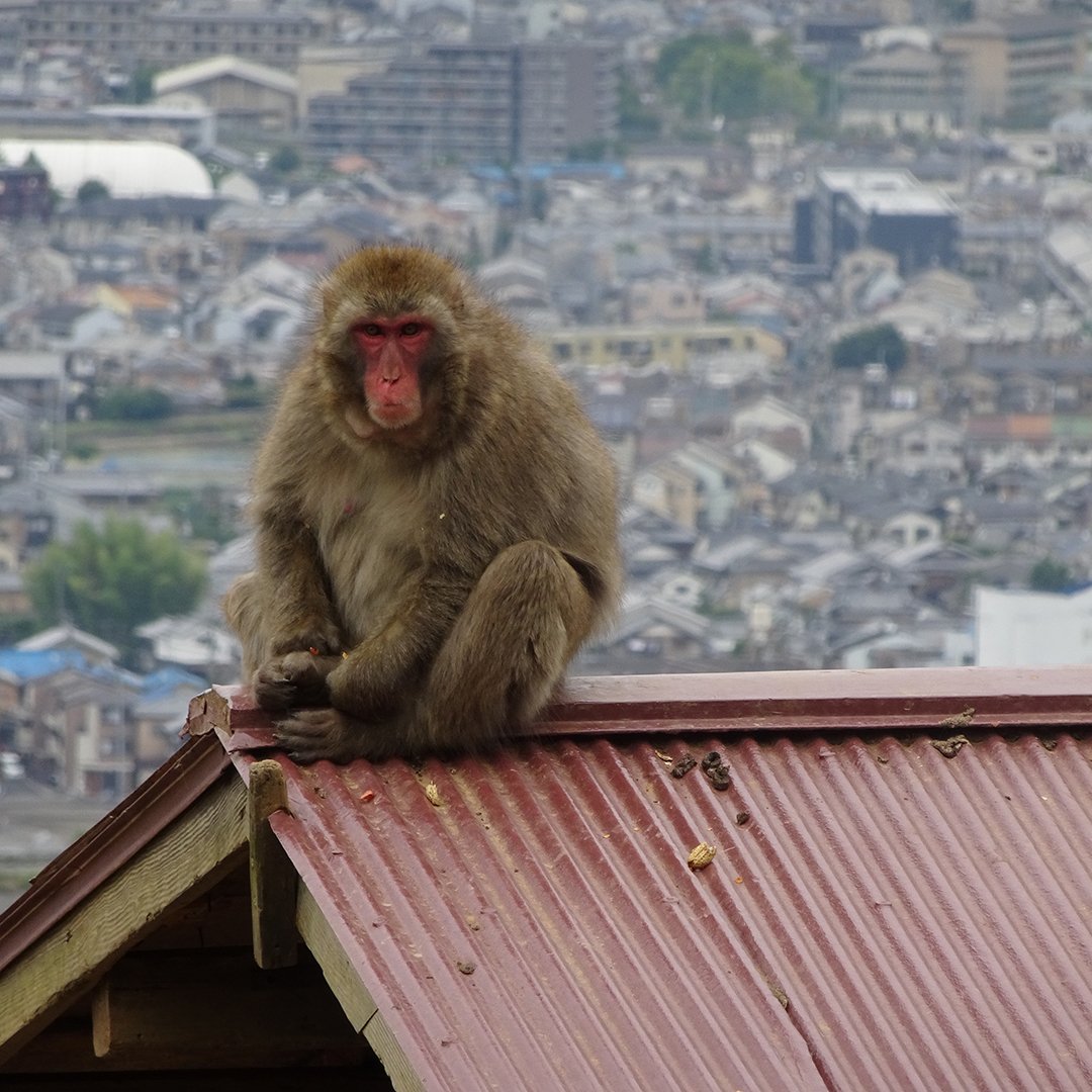 Gojo Rakuen - Gojo Paradiso - Rooms & Houses in Kyoto